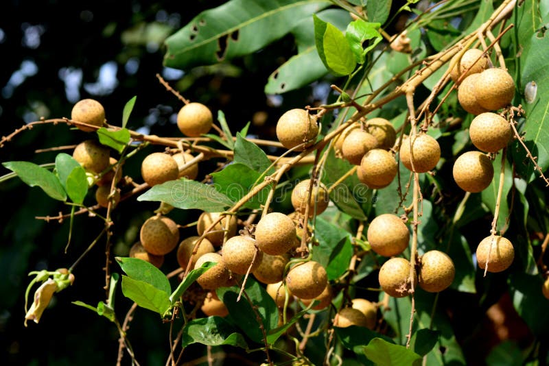 The Longan Fruit Tree - Lychee Close Relative Stock Image - Image of ...