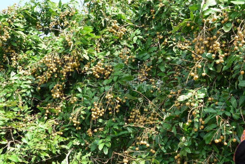 The Longan Fruit Tree - Lychee Close Relative Stock Image - Image of ...