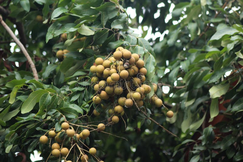 Longan Fruit on a Longan Tree in an Organic Garden. Stock Image - Image ...