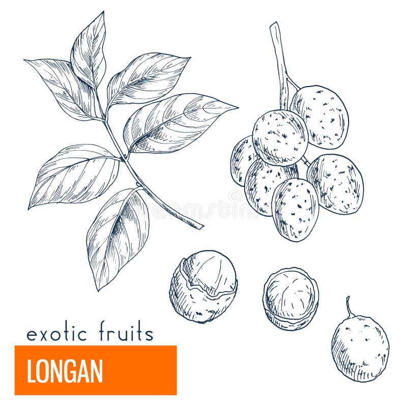 Longan Stock Illustrations – 1,676 Longan Stock Illustrations, Vectors ...