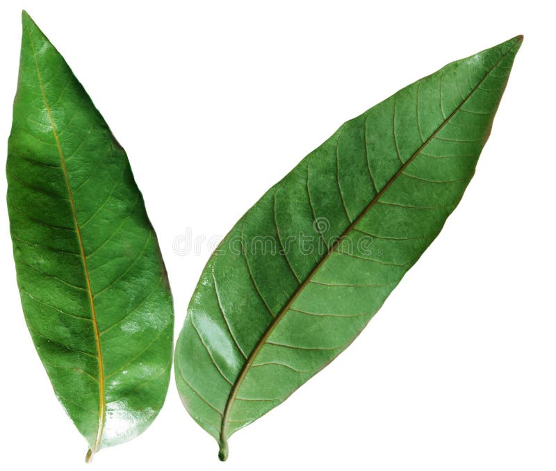 Longan Leaves stock image. Image of green, white, sides - 8207887