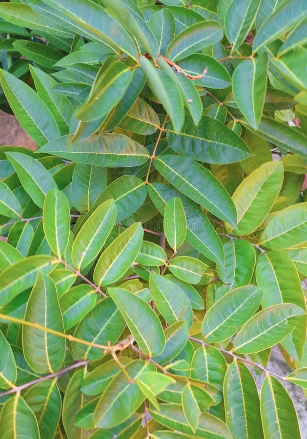 Longan leaves stock photo. Image of bloom, fruit, abundantly - 322974498