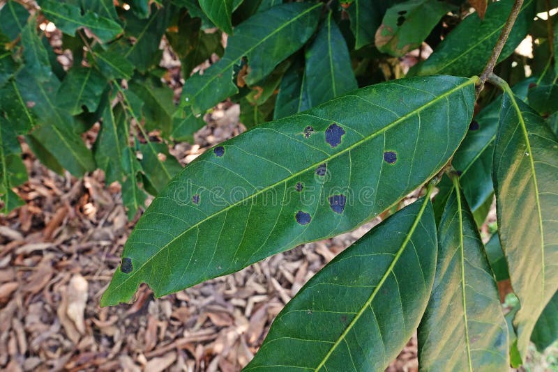 Longan and Disease Threats, Pests of Asian Farmers Stock Image - Image ...