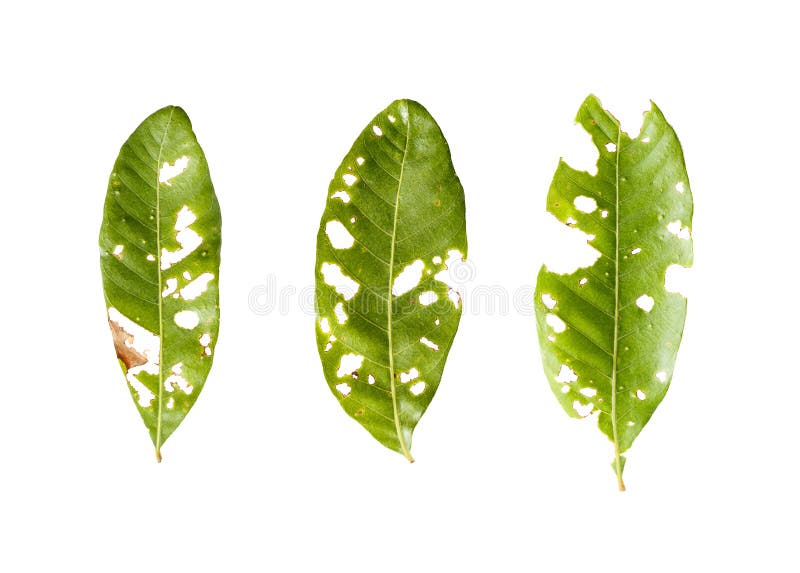 1,674 Longan Leaves Stock Photos - Free & Royalty-Free Stock Photos ...