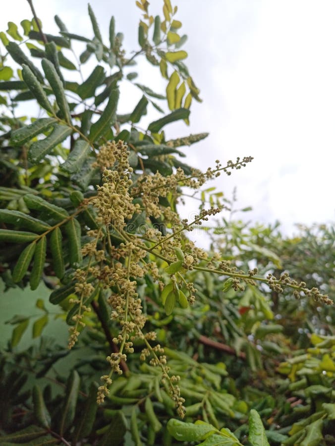 Longan Lengkeng fruit stock image. Image of longan, fruit - 204163559
