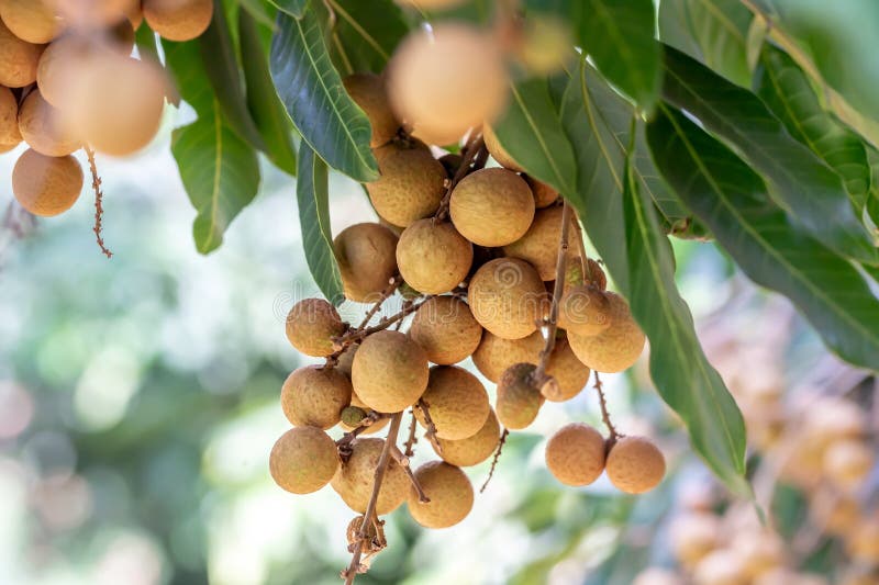 Longan on the longan tree stock photo. Image of juicy - 363600988