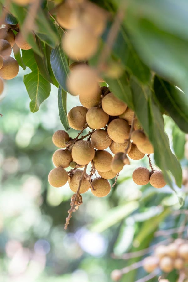 Longan on the longan tree stock image. Image of flower - 363600993