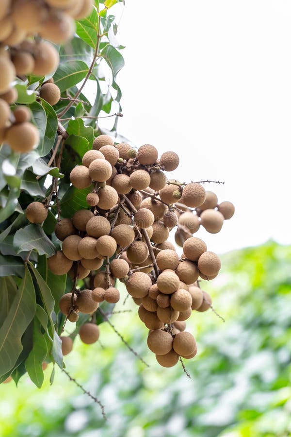 Longan on the longan tree stock image. Image of branch - 363601011