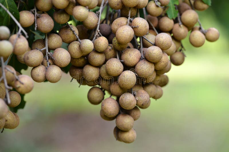 Longan orchards stock image. Image of food, garden, green - 174866503