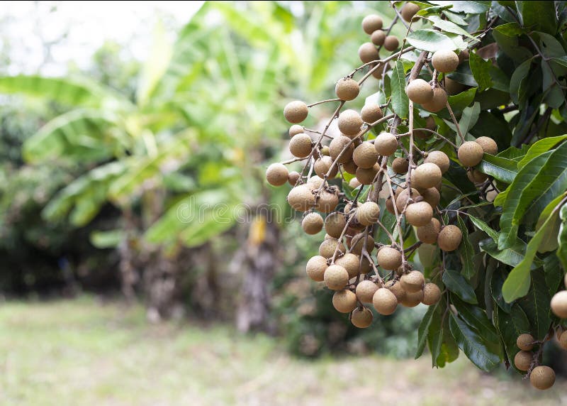 Longan in Farm,Longan Open and Peeled Longan Fruits. Stock Photo ...