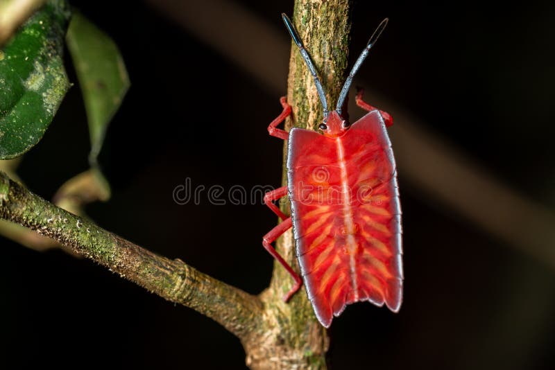 Longan Stink Bug on Green Leaf in Tropical Forests from Phuket ... Longan Stink Bug on Green Leaf in Tropical Forests from Phuket ...