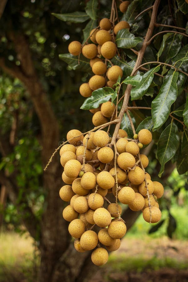 Longan stock image. Image of closeup, brown, macro, chinese - 45549307