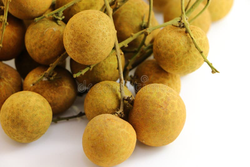 Longan sweet fruit stock photo. Image of plant, tropical - 63551154