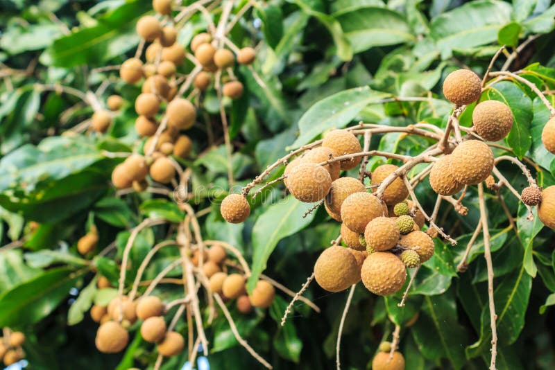 Longan tree stock photo. Image of hanging, harvest, agriculture - 56464892