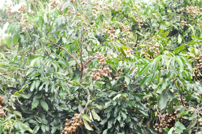 Longan, Thai Fruit or Dimocarpus Longan or Longan Seed Stock Photo ...