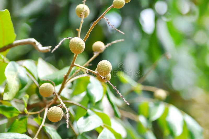 Longan, Thai Fruit or Dimocarpus Longan or Longan Tree Stock Photo ...