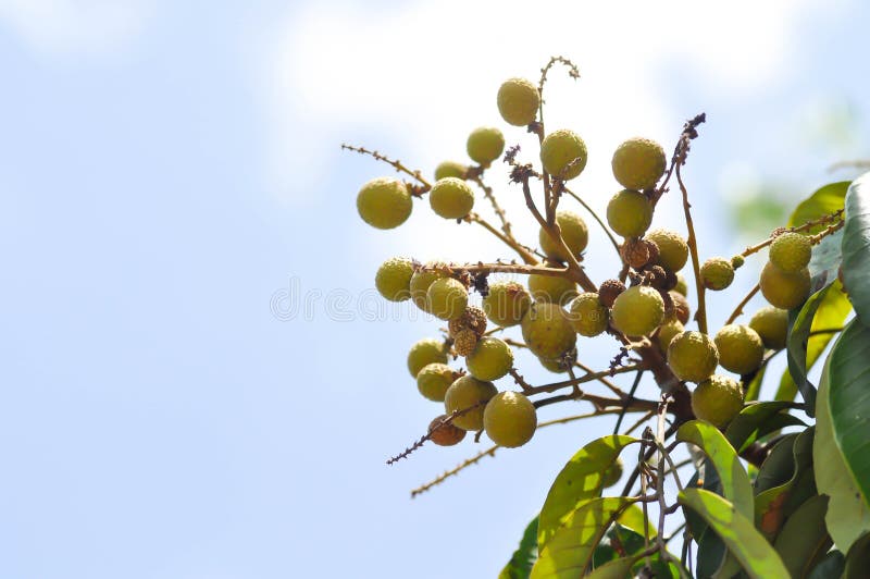 Longan, Thai Fruit or Dimocarpus Longan or Longan Tree Stock Photo ...