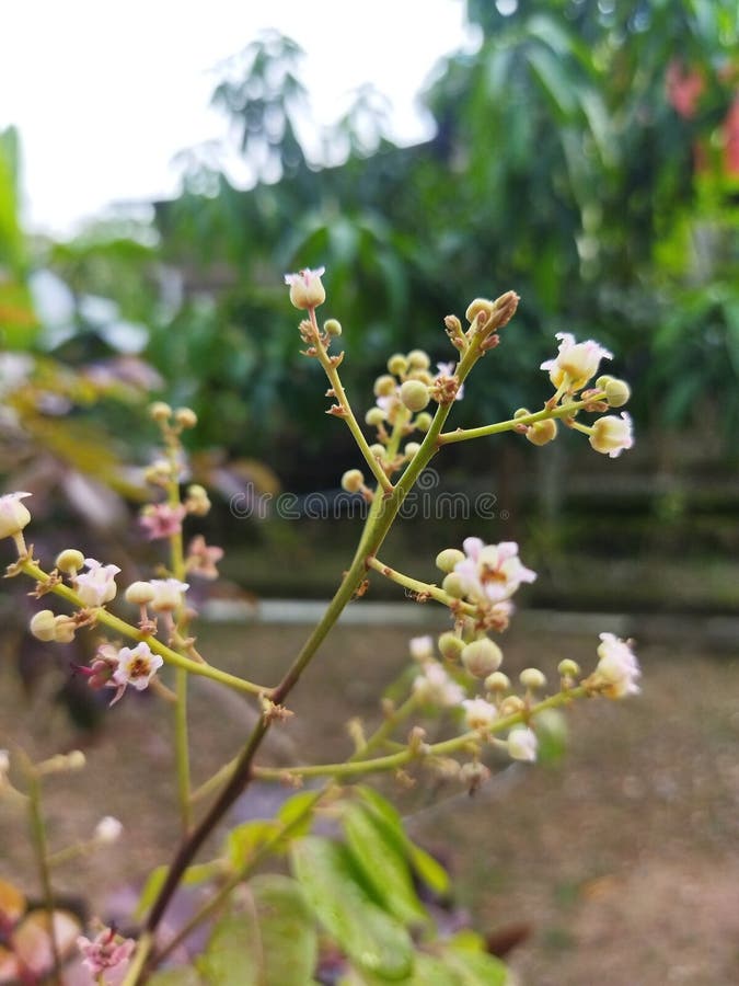 The Longan Tree is in Bloom and Will Soon Turn into a Sweet Fruit Stock ...