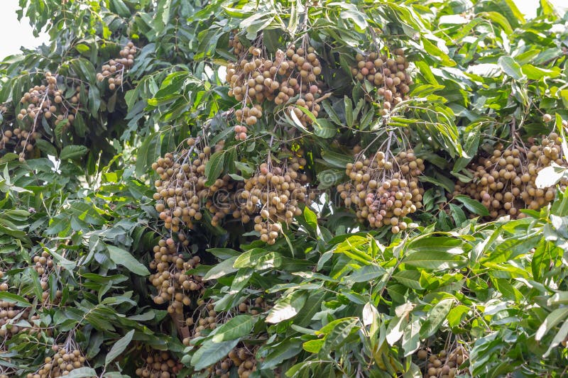 Longan on the longan tree stock image. Image of leaf - 363601027