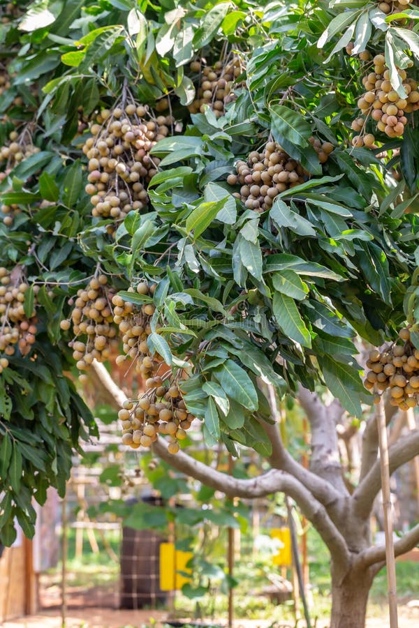 Longan on the longan tree stock photo. Image of bouquet - 363601038
