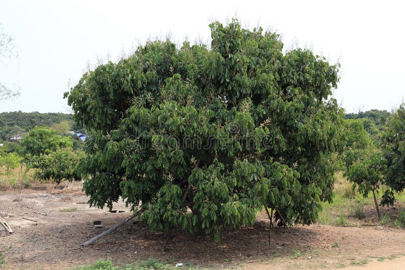 Longan tree stock photo. Image of produce, food, dimocarpus - 42873922