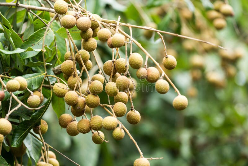 Longan tree stock photo. Image of hanging, harvest, agriculture - 56464892