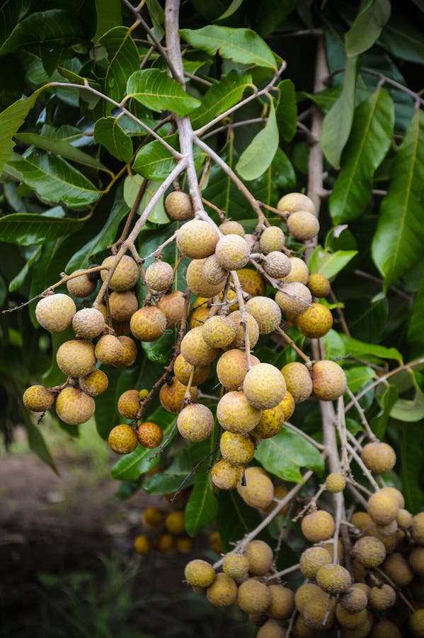 Longan on tree stock image. Image of bunch, agriculture - 57289297