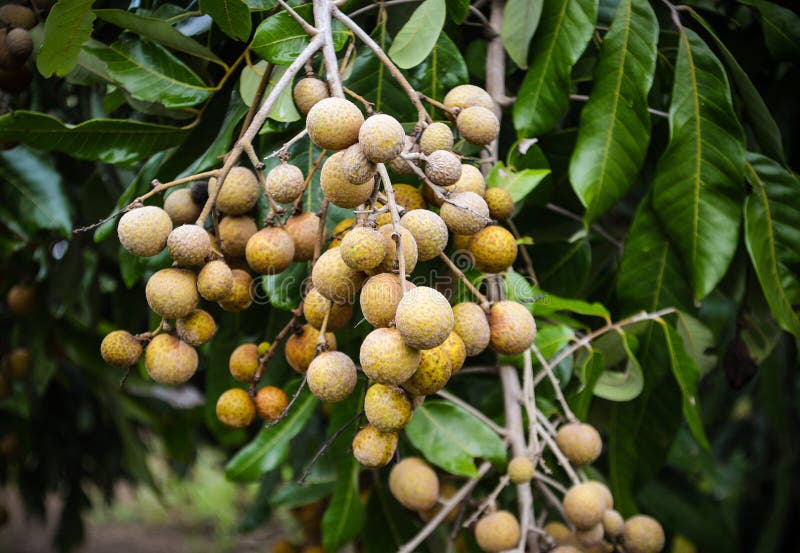 Longan on tree stock photo. Image of fruit, healthy, leaf - 57289338