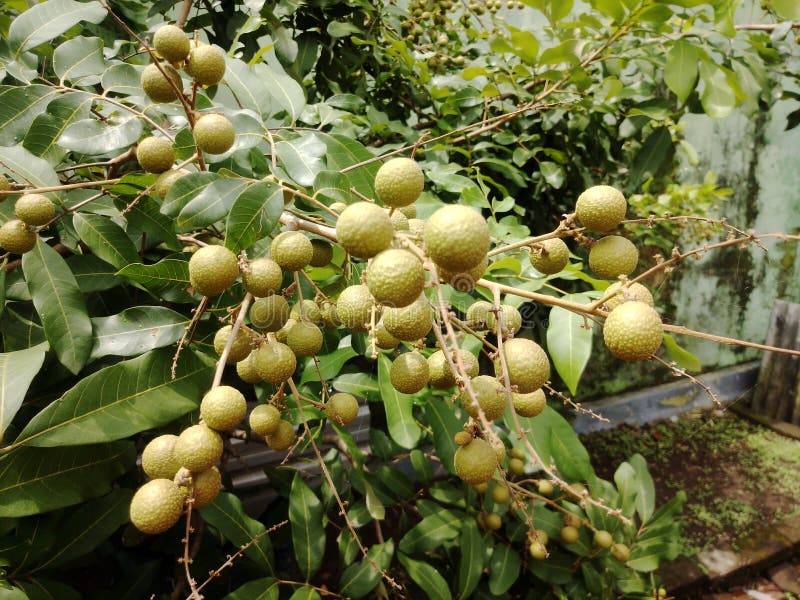 Longan tree stock image. Image of leaves, longan, wall - 267969981