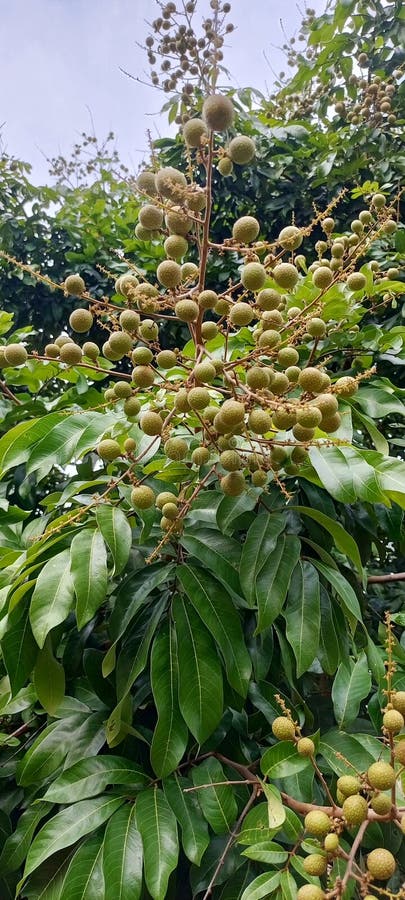 Longan Tree Full of Fruit with Green Leaves Stock Photo - Image of ...