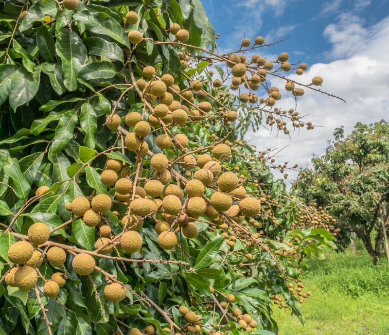 Longan on the tree. stock image. Image of natural, exotic - 42646955