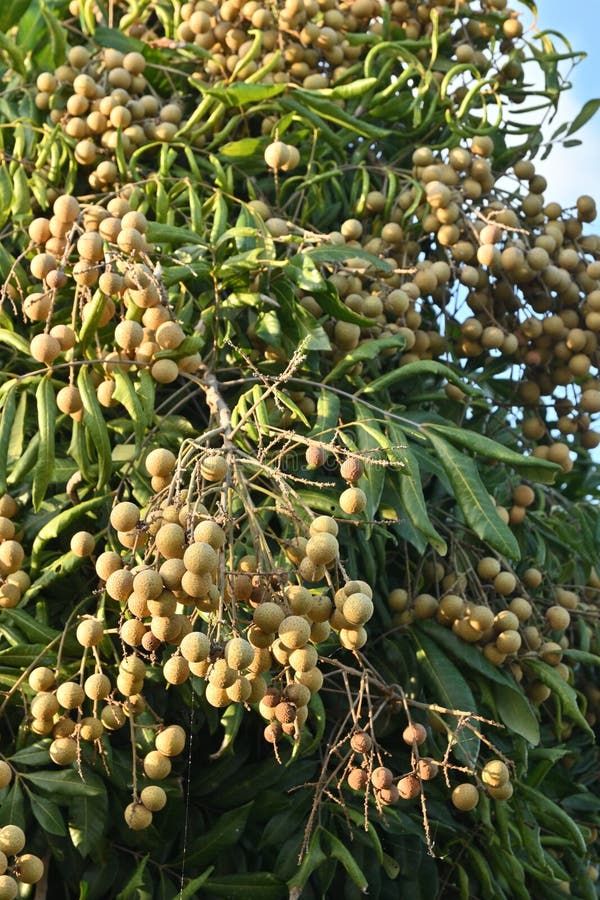 Longan Tree grow summer stock photo. Image of natural - 289121306