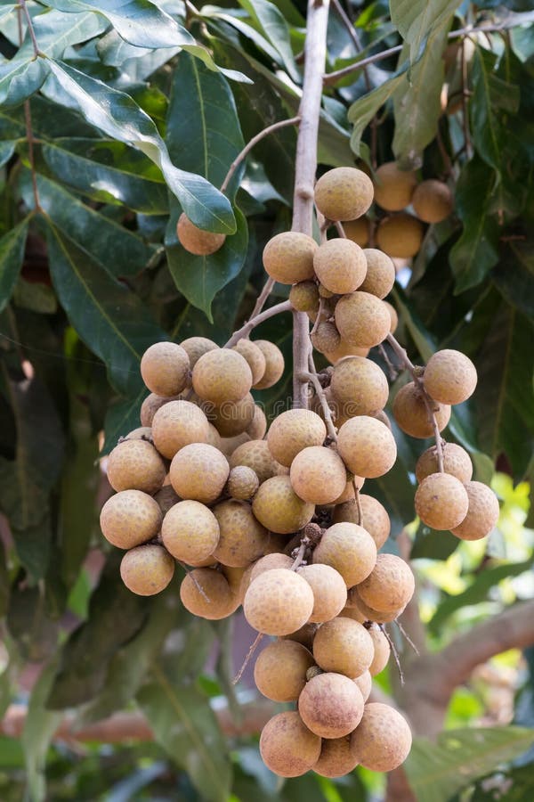 Longan on the tree. stock photo. Image of leaves, branch - 112251458