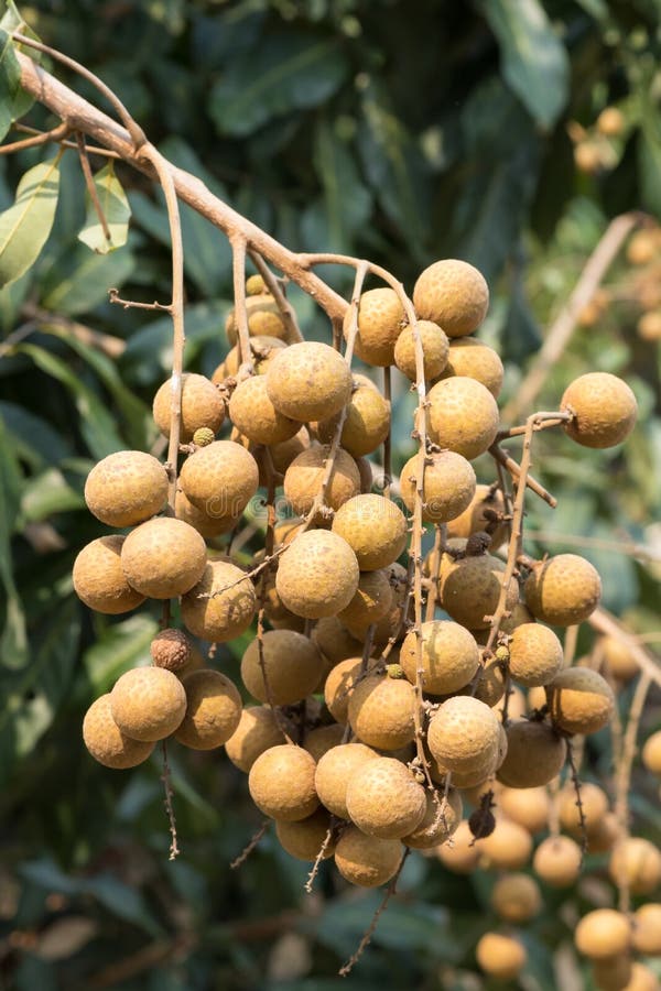 Longan on the tree. stock image. Image of develop, fresh - 112251461