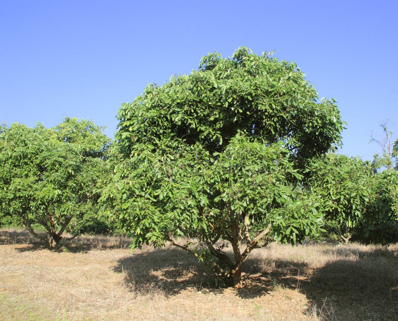 Longan Tree in Longan Orchard. Stock Image - Image of spring, leaves ...
