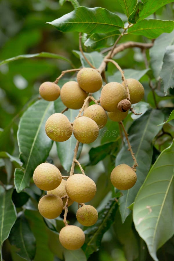 Longan on Tree, North of Thailand Stock Image - Image of fresh, asian ...