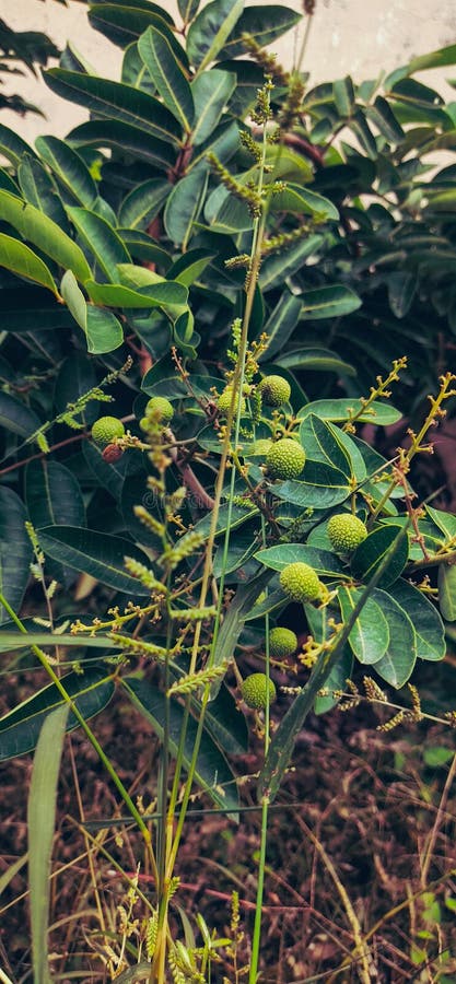 The Longan Tree with Small Fruit is Neglected Stock Photo - Image of ...