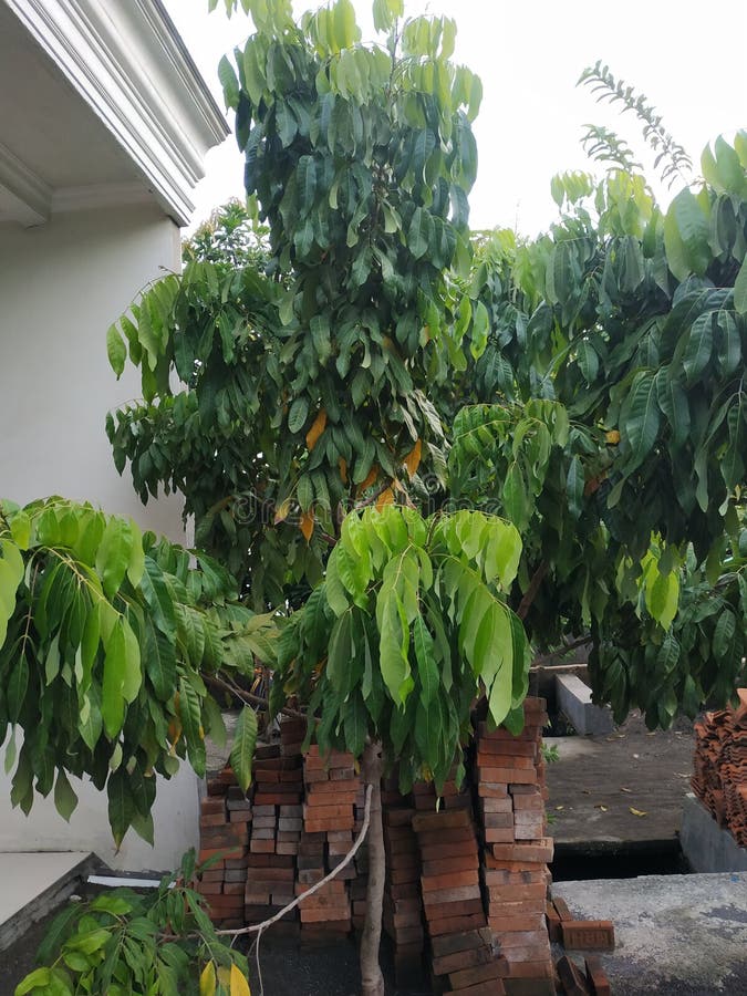 Longan Tree with Small Fruit Stock Photo - Image of herb, still: 264868826