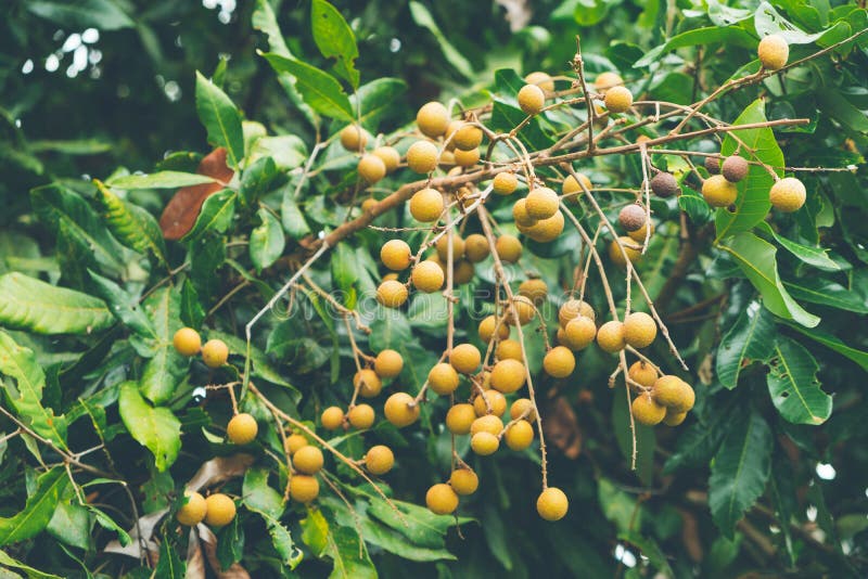 Young Longan-tree stock photo. Image of health, dimocarpus - 17795456