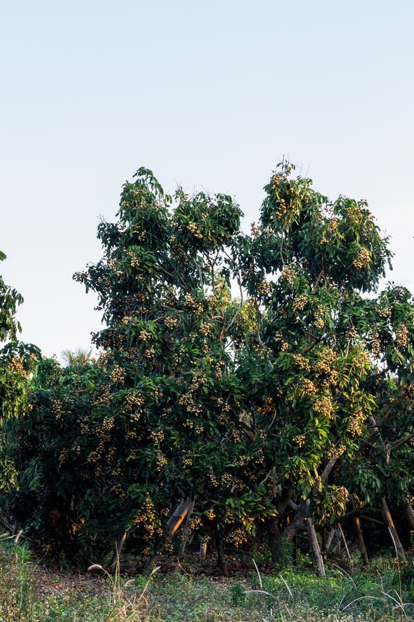 Longan trees stock image. Image of longan, agriculture - 48485863