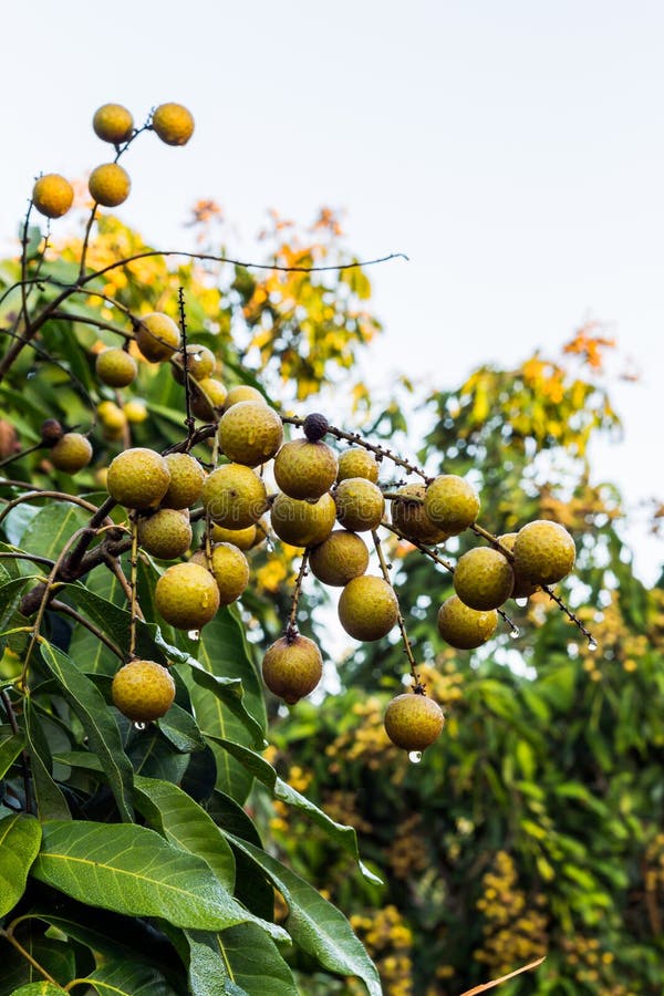 Longan trees stock image. Image of flavor, leaf, fruit - 48485983