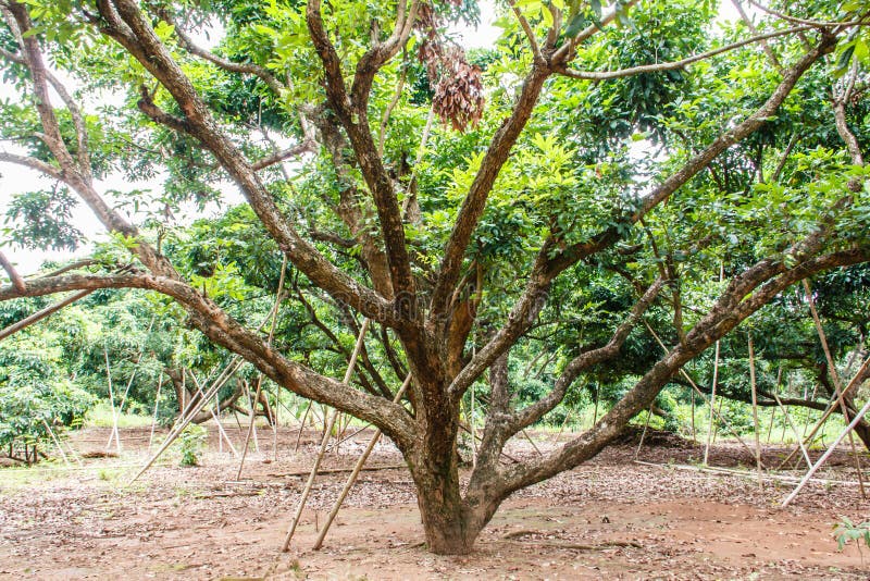 Longan trees stock photo. Image of food, exotic, outdoor - 48485724