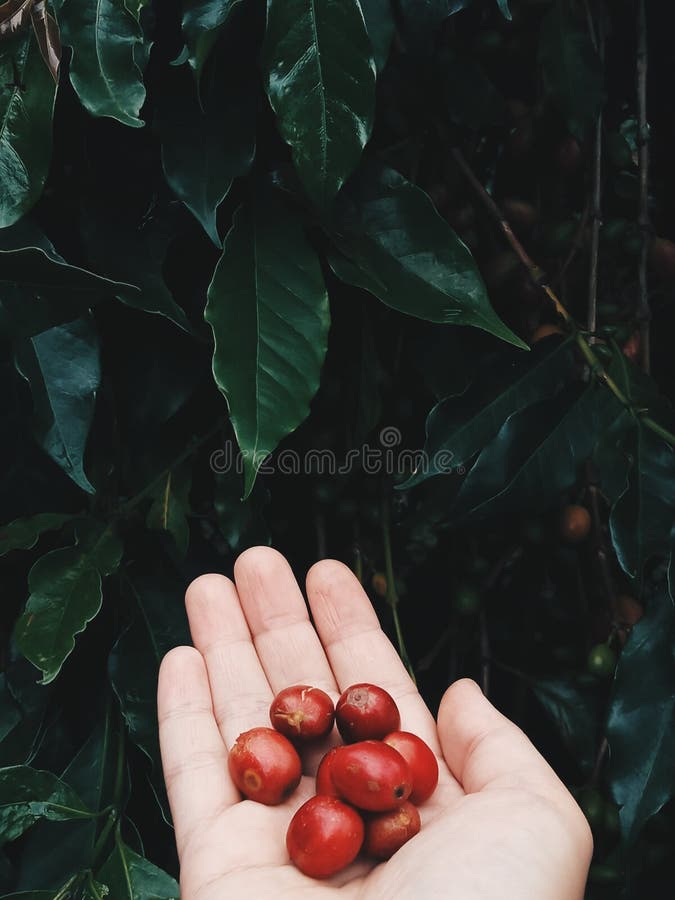 Longberry Coffe Stock Photos - Free & Royalty-Free Stock Photos from ...