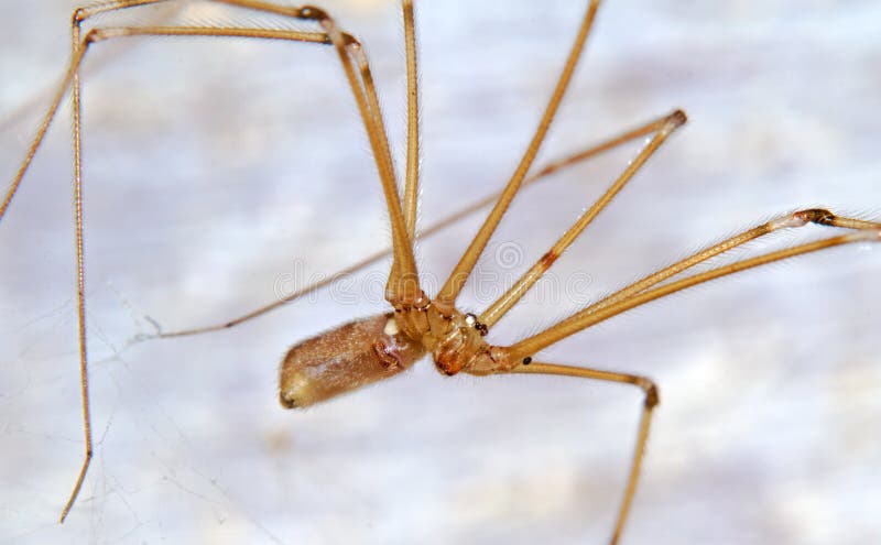 684 Cellar Spider Stock Photos - Free & Royalty-Free Stock Photos from ...