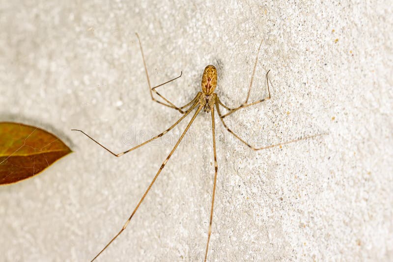 Longbodied Cellar Spider - Pholcus Phalangioides Stock Image - Image of ...