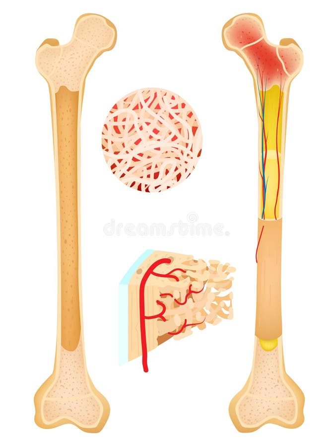 Long Bones in Human Skeleton. Stock Vector - Illustration of blood ...