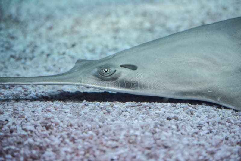 Longcomb sawfish zdjęcie stock. Obraz złożonej z greenbacks - 111605628