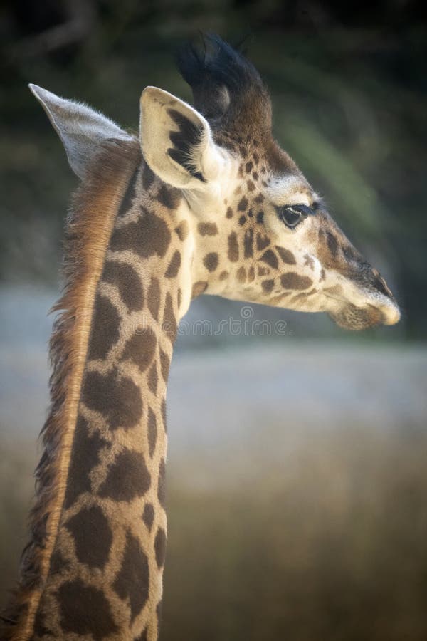Giraffe Hug Stock Photos - Free & Royalty-Free Stock Photos from Dreamstime