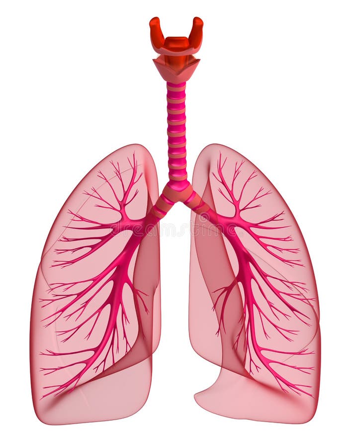Longen - Longsysteem Front View Stock Illustratie - Illustration of ...