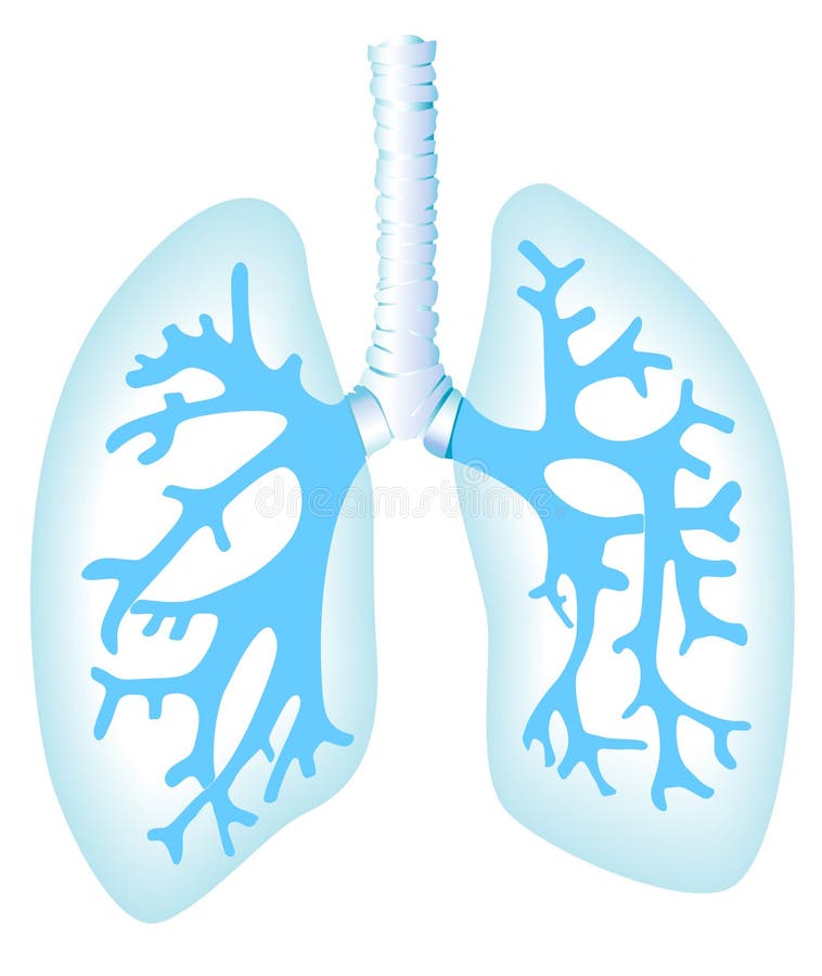 Menselijke Longen Met Alveolis Medisch 3d Afbeelding Stock Illustratie ...